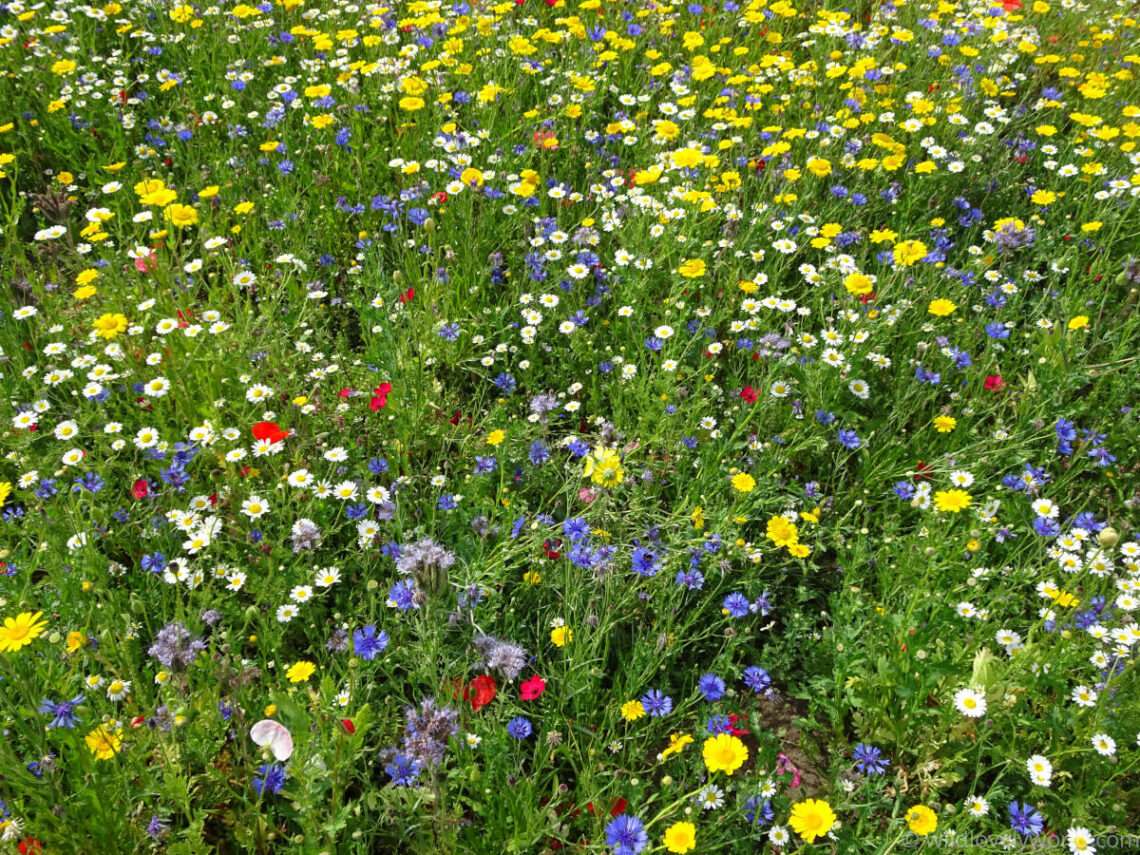 The Kelpies In Falkirk, Scotland: Ultimate Visit Guide (2025)