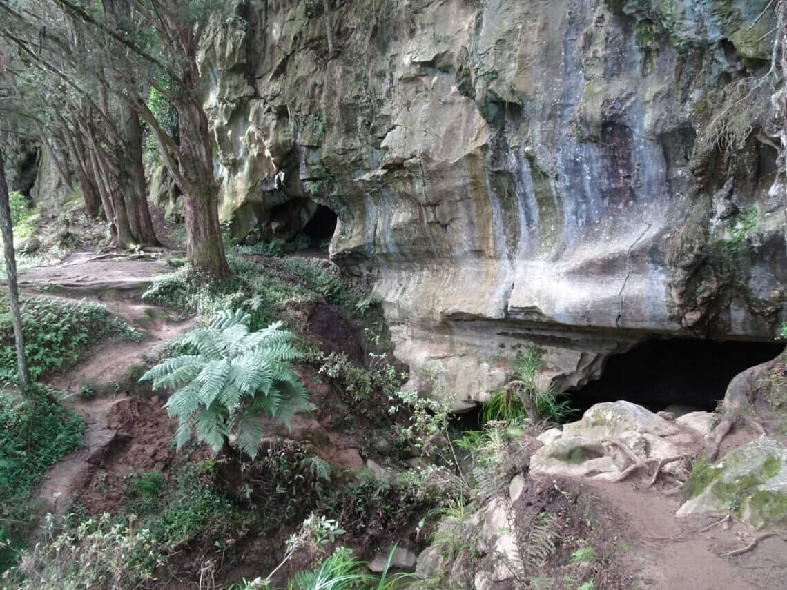 Waipu Caves: The Best FREE Glowworm Cave In New Zealand
