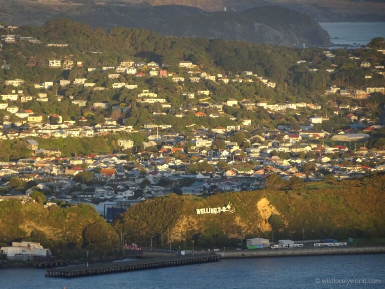 12 Best Free Things To See & Do In Wellington