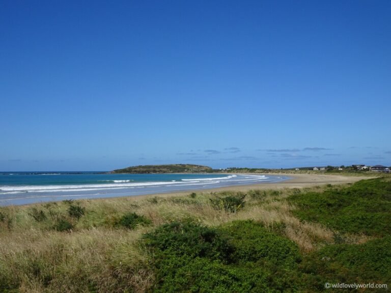 10 Best Things To Do In Curio Bay | The Catlins, New Zealand