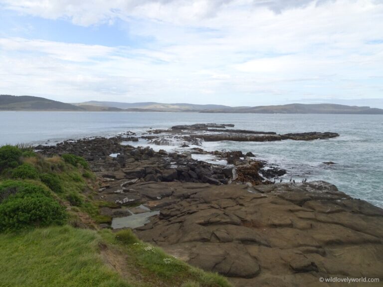 10 Best Things To Do In Curio Bay | The Catlins, New Zealand