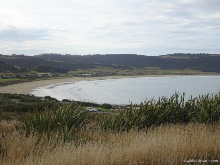 10 Best Things To Do In Curio Bay | The Catlins, New Zealand