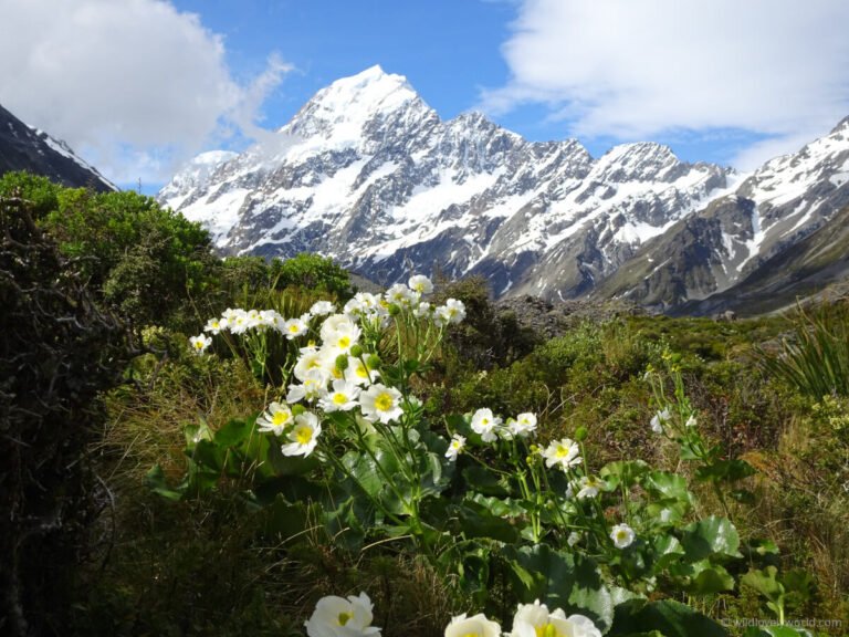North Vs South Island New Zealand: Which Is Better To Visit?